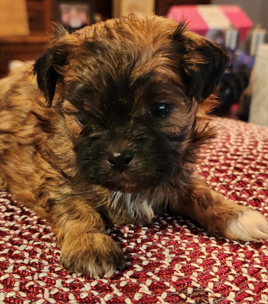 Shih Poo Breed Info & Available Puppies by Barb's Precious Pups