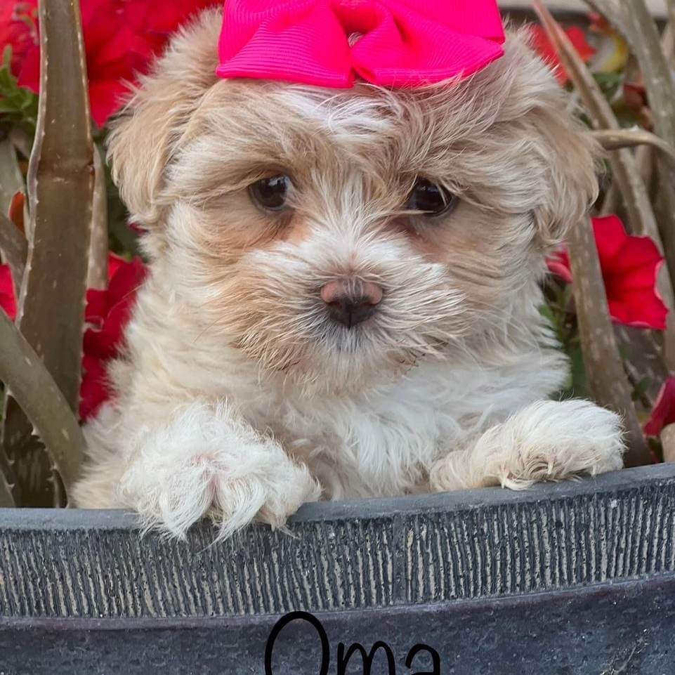 Mal-Shih - Barb's Precious Pups