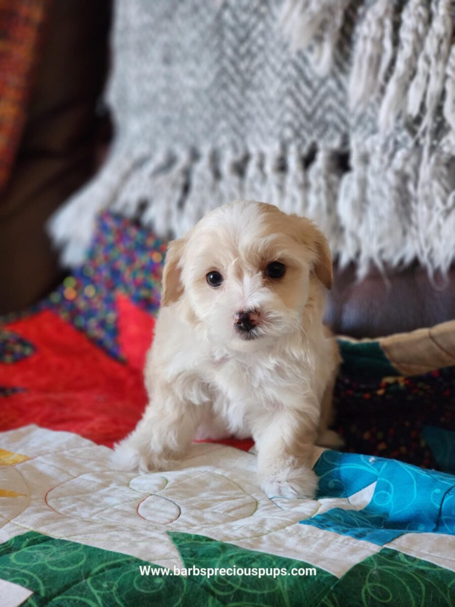 Maltipoo & Small Toy Dog Breeders in Georgia | Barb’s Precious Pups