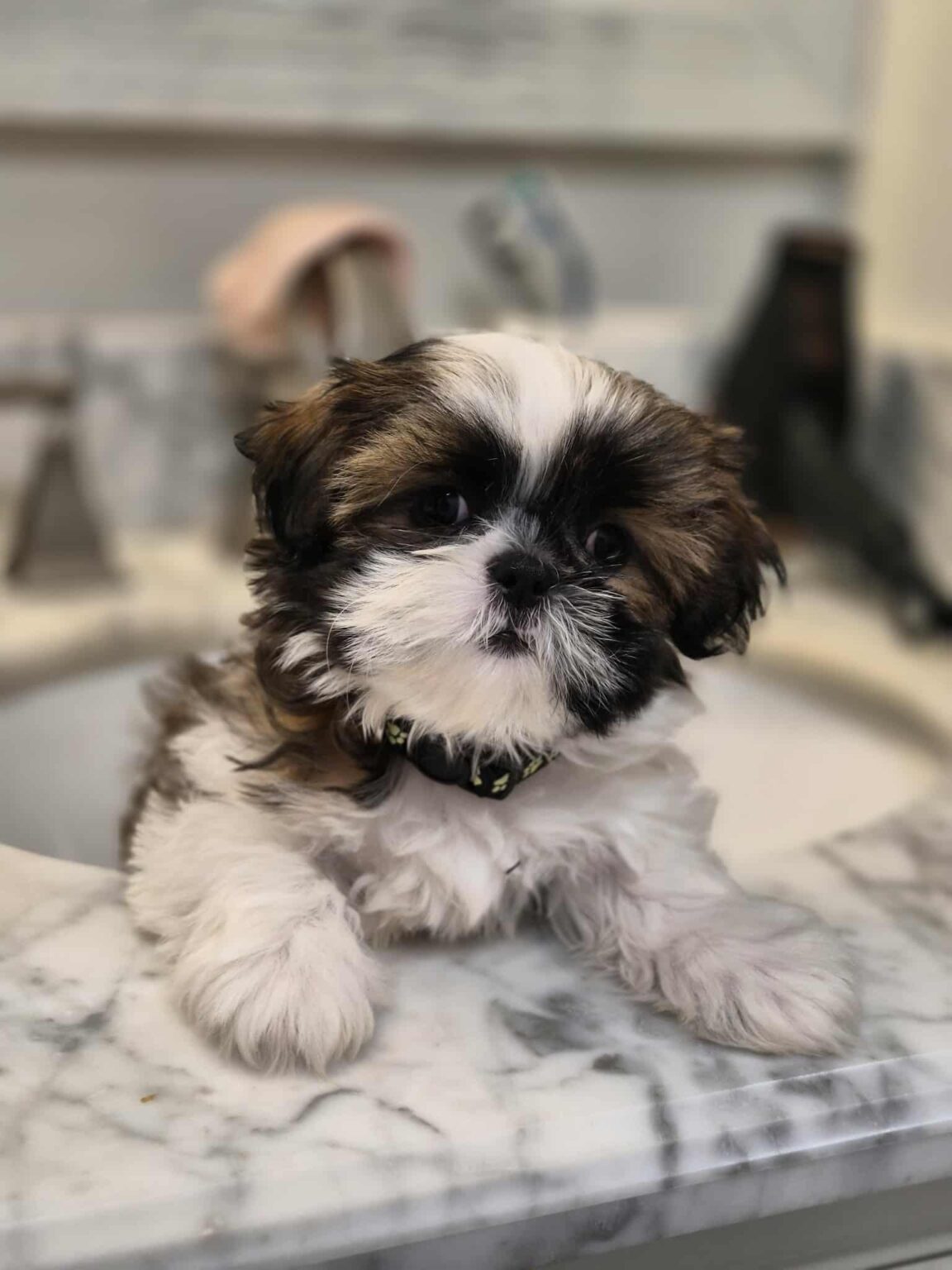 Toy Dog Maltipoos & Shih Tzus Puppy Breeders | Barb’s Precious Pups