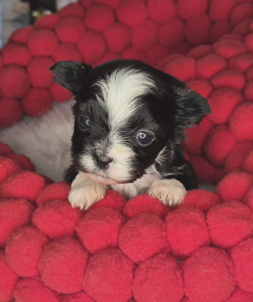 "Puddin" Shorkie | Barb's Precious Pups