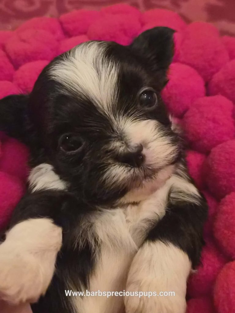 "Puddin" Shorkie | Barb's Precious Pups