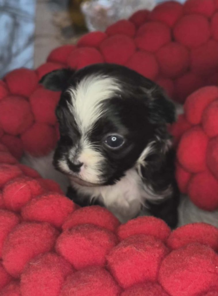 "Puddin" Shorkie | Barb's Precious Pups