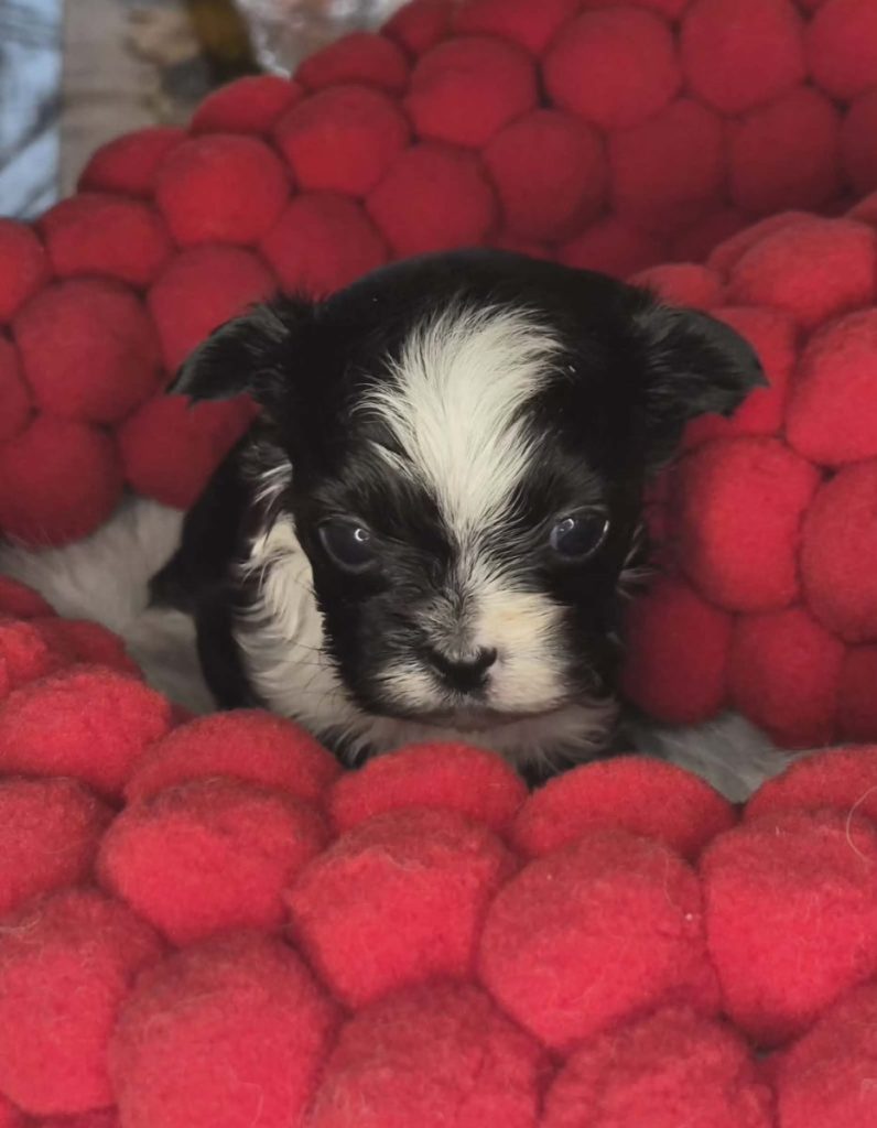 "Puddin" Shorkie | Barb's Precious Pups